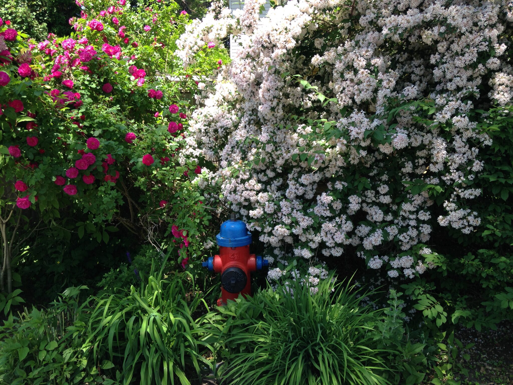 Flower Hydrant – Welcome to Léo's